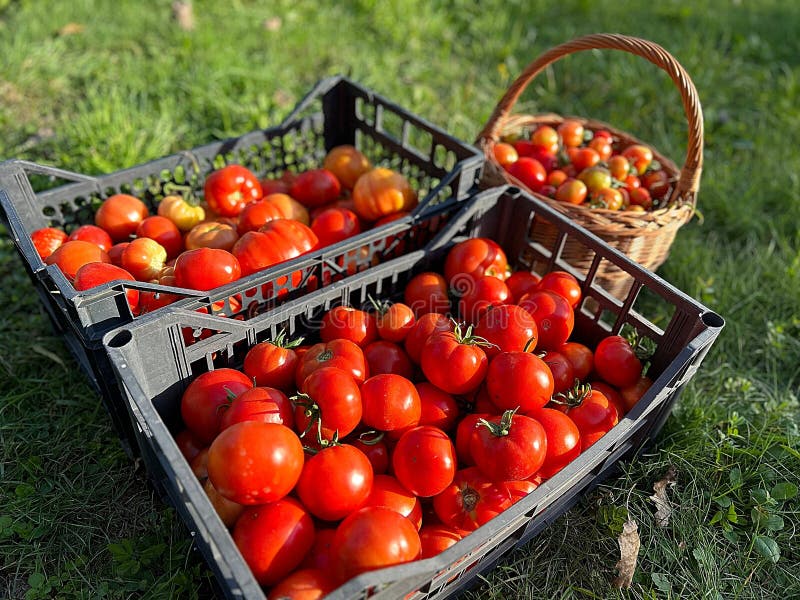 Tomatoes Picked on the Plot, Boxes of Tomatoes, Picked Vegetables ...