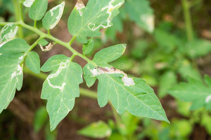 Tomatoes Plant with Disease on Leaves in Vegetable Garden Stock Photo ...