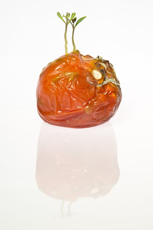 Tomatoes plants stock image. Image of agriculture, health - 66084571