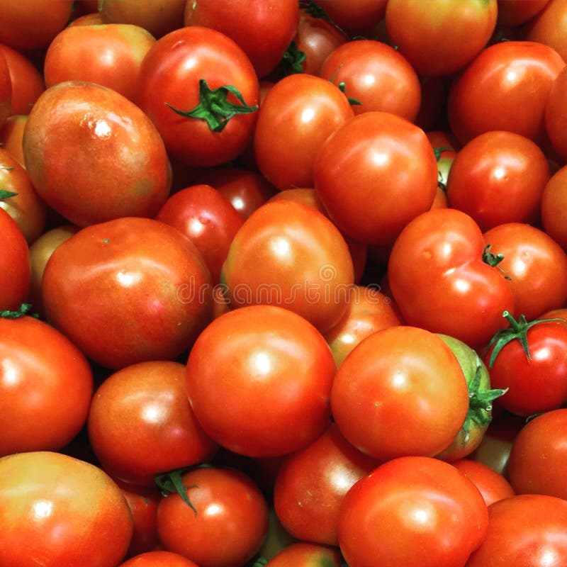 Tomatoes stock photo. Image of rouge, tomates, legumes - 70320860