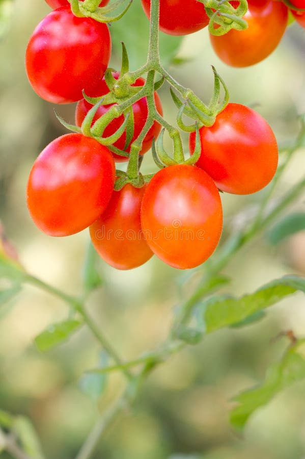 Tomatoes stock photo. Image of green, grape, tomatoes - 44982708