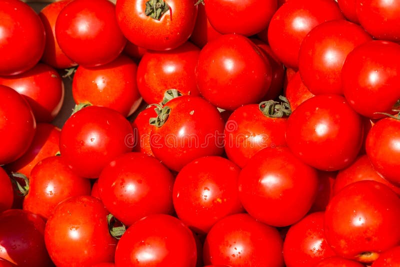 Tomatoes stock image. Image of nature, harvesting, textured - 44285771