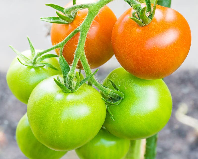 Unripe Tomatoes stock photo. Image of vine, unripe, green - 20529316