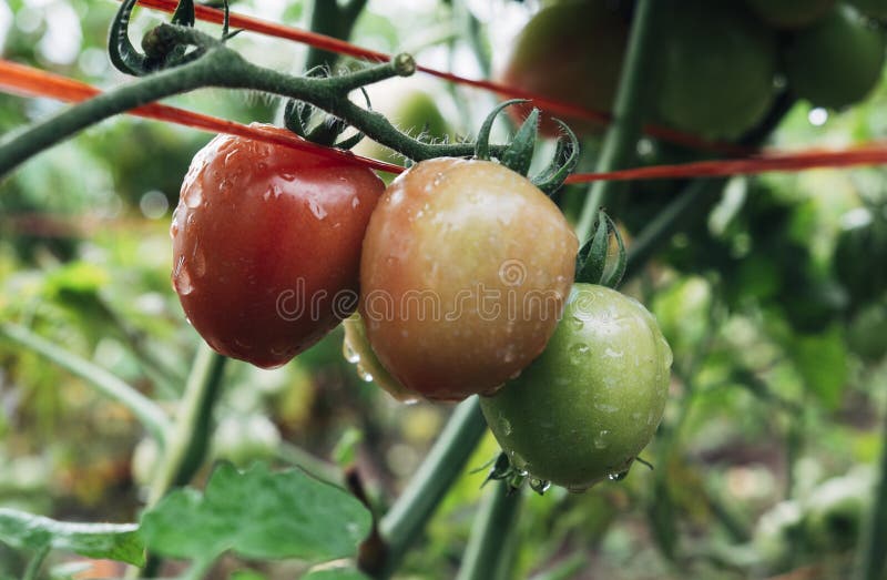 Tomatoes ripen fully stock image. Image of leaf, closeup - 101407613
