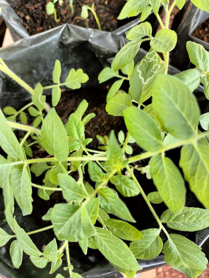 Tomatoes Seed Growing Leaves Stock Photo - Image of shrub, garden ...