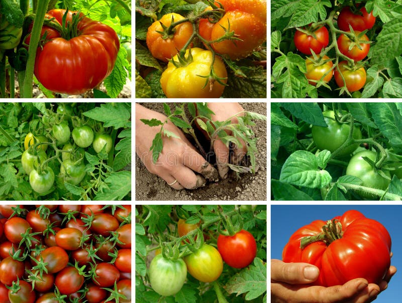 Tomatoes set stock image. Image of cultivate, agricultural - 21808167