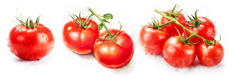Tomatoes. Set of Watercolor Illustrations. Design Elements Stock Photo - Image of food, color ...