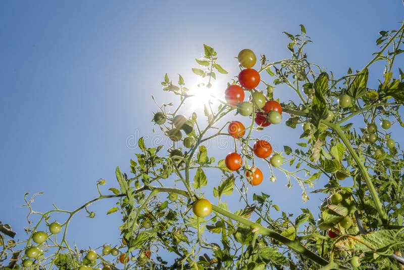 Sunshine tomatoes stock image. Image of healthy, fruits - 10732497