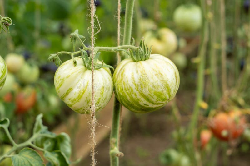 Tomatoes in the Greenhouse are Hung on a Rope Stock Image - Image of ...