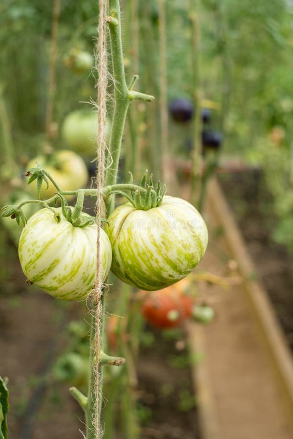 Tomatoes in the Greenhouse are Hung on a Rope Stock Image - Image of ...