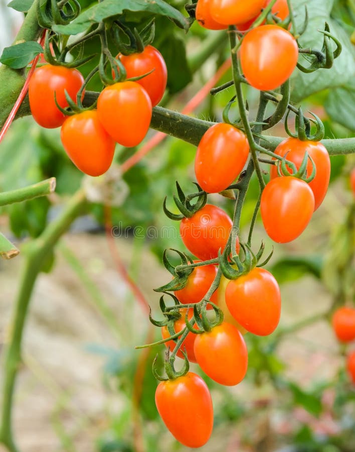 Unripe Red Tomato Growing on the Vine Stock Image - Image of leaf ...