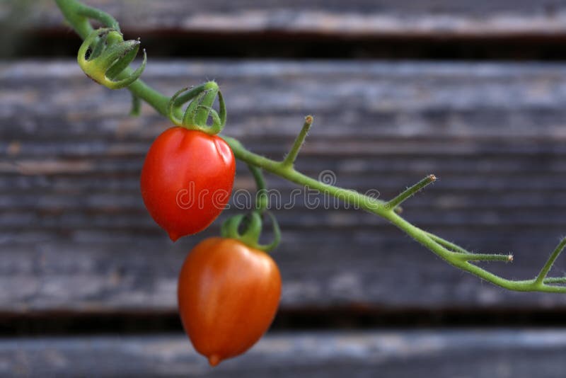 Tomatoes on a tomato shrub stock photo. Image of ingredient - 191371448