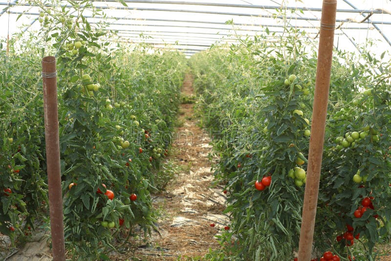 Tomatoes on a tomato shrub stock photo. Image of diet - 191337976