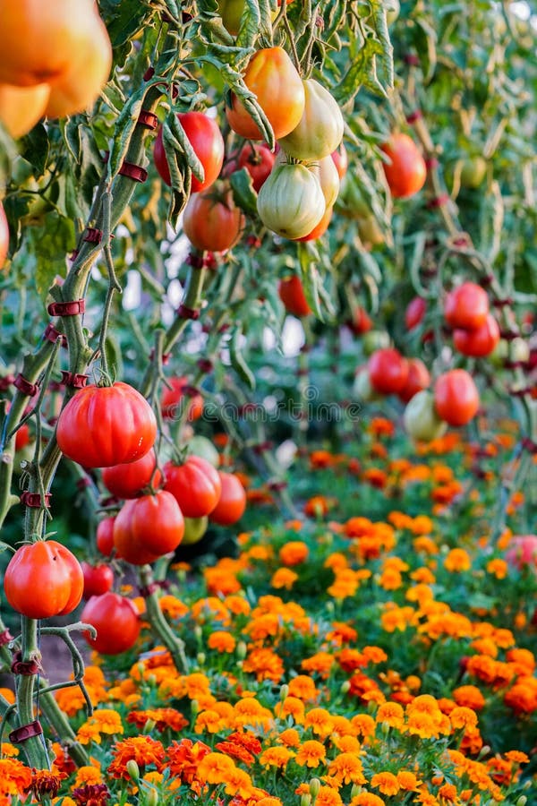 Tomatoes on Tree in a Greenhouse Stock Photo - Image of healthy ...
