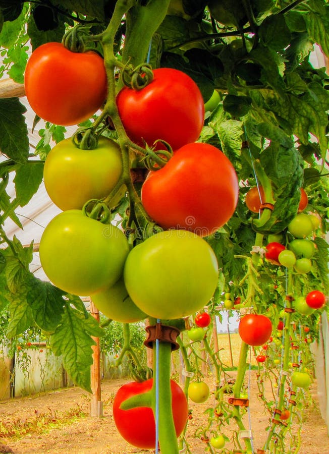 Tomatoes on tree stock image. Image of farm, organic - 108115117