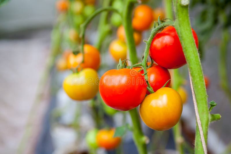 Tomatoes on Tree stock photo. Image of crop, farm, colorful - 15475404