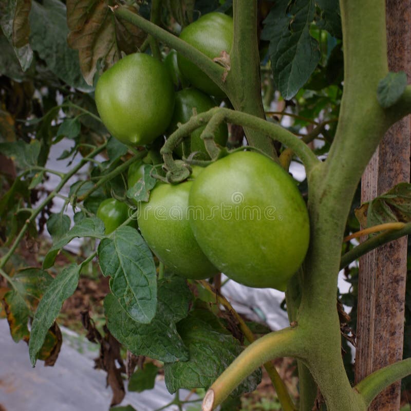 The Tomatoes on the tree stock image. Image of farm - 306752099