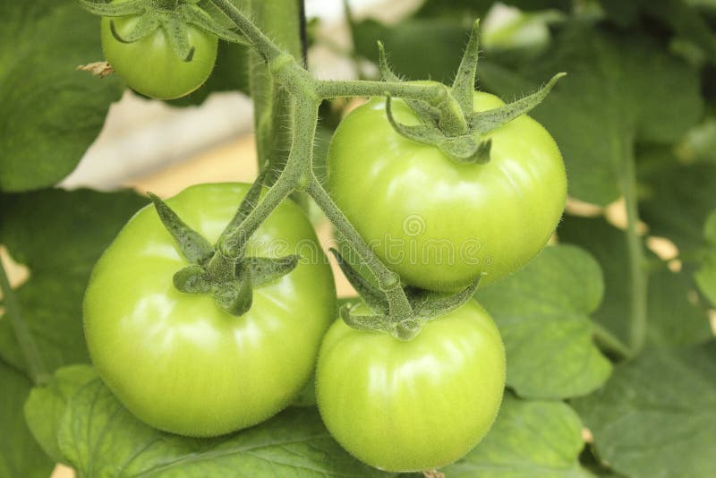 Unripped Tomatoes Stock Photos - Free & Royalty-Free Stock Photos from ...