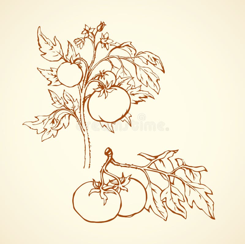 Tomatoes Vine Stock Illustrations – 320 Tomatoes Vine Stock ...