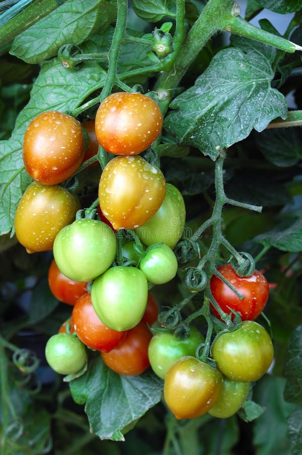 Tomatoes in Vegetable Garden Stock Image - Image of summer, nourishment ...