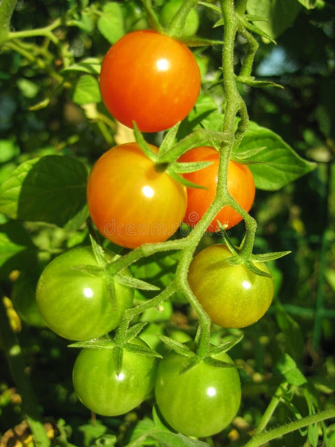 Tomatoes on the Vine 2 stock image. Image of ingredient - 4588303