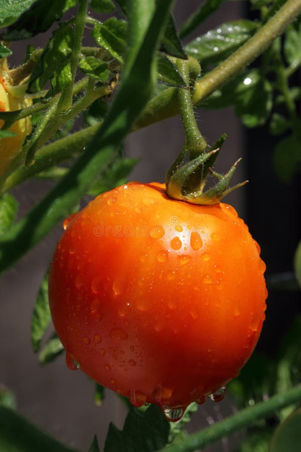 Tomatoes on the Vine stock photo. Image of agriculture - 20647714