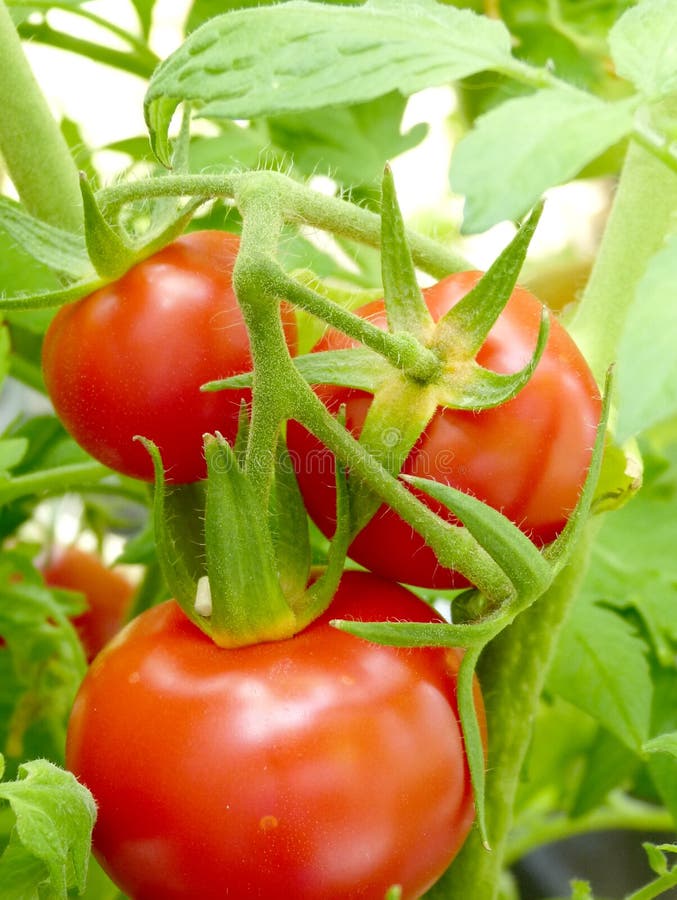 Tomatoes on the vine stock image. Image of background - 27648121