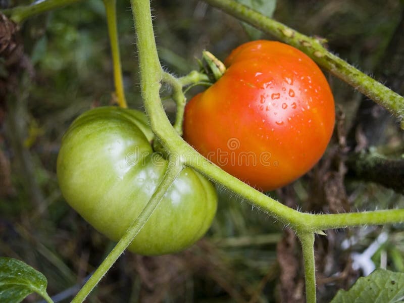 Tomatoes on vine stock photo. Image of ripening, outside - 3230856