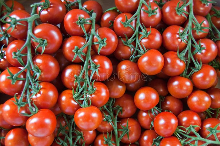 Tomatoes on the vine stock photo. Image of farm, harvest - 9461728