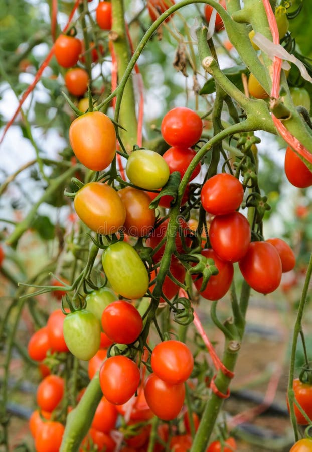 Tomatoes on the vine stock photo. Image of farm, cluster - 44095100