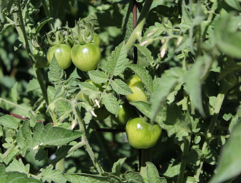 Tomatoes on the vine. stock image. Image of vines, leaves - 40093137
