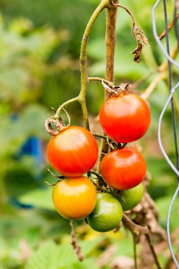 Tomatoes on a vine stock photo. Image of food, vine, organic - 67074818