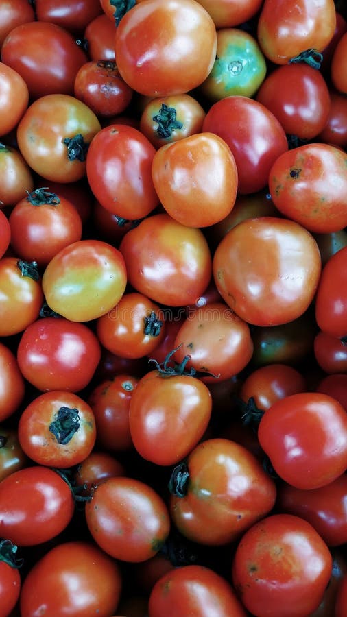 Tomatto stock photo. Image of foods, accompany, salads - 227990898