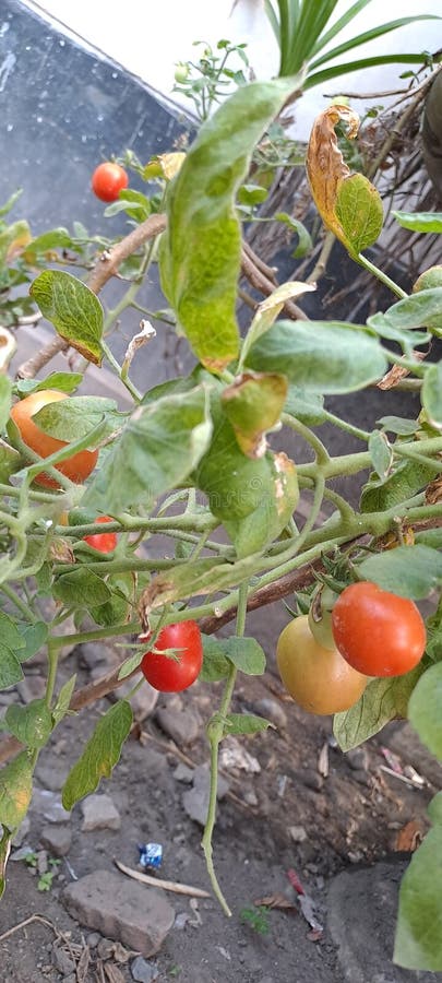 Tomatto in the garden stock image. Image of wildflower - 259963903