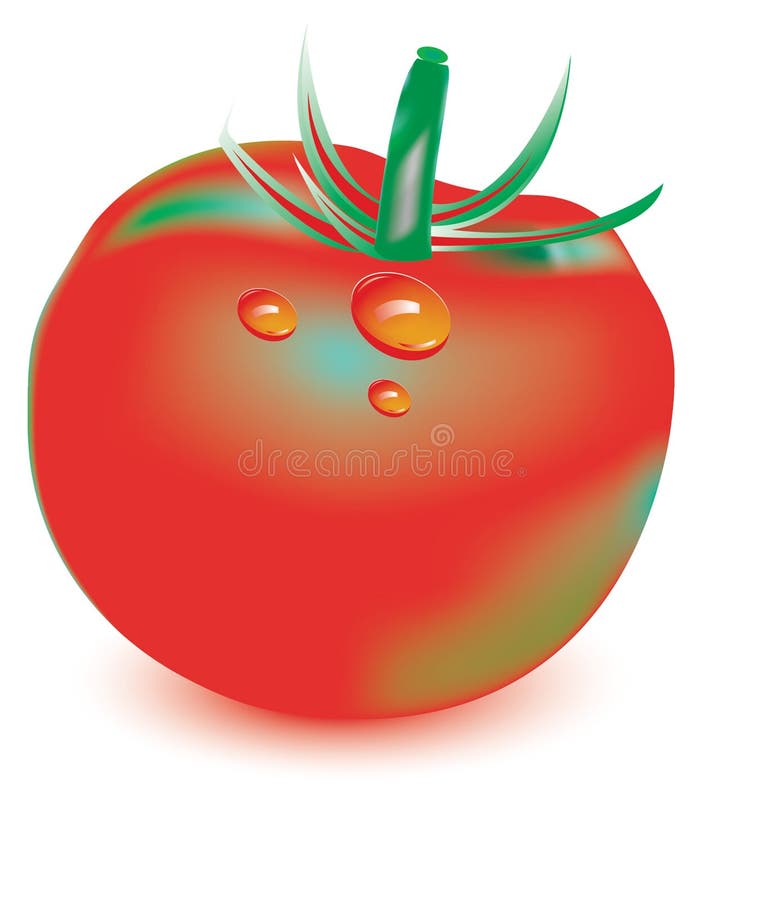 Tomatto stock illustration. Illustration of reflection - 40115375