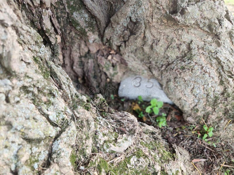Tombstone Being Encased by a Tree Stock Photo - Image of encased, tree ...