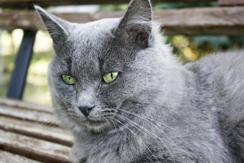 Tomcat stock photo. Image of fluffy, carnivorous, breed - 11210088