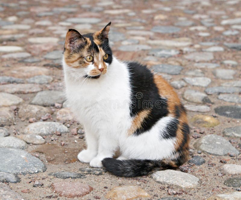 Tomcat stock photo. Image of animals, stone, summer, look - 12845708