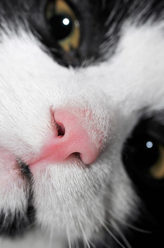 Tomcat stock image. Image of tomcat, nose, head, face - 13388403