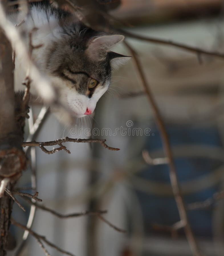 Tomcat Background Tree Branches Stock Photos - Free & Royalty-Free ...