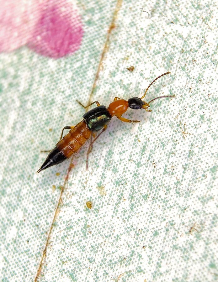 Tomcat Beetle Dangerous Insects, Sting, Stinger Stock Image - Image of ...