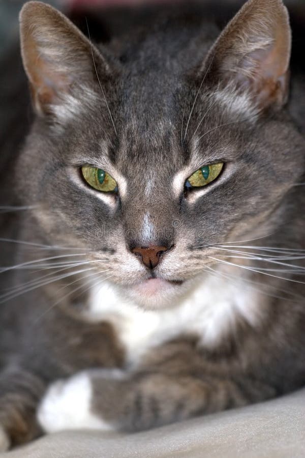 Tomcat stock photo. Image of fluffy, carnivorous, breed - 11210088