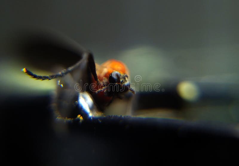 Tomcat is an Insect that Attacks with Its Poison Stock Photo - Image of ...