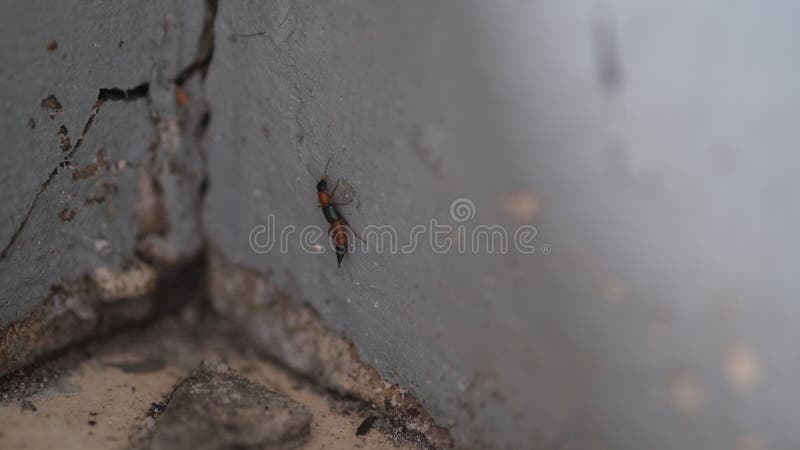 Tomcat Insect Stock Photos - Free & Royalty-Free Stock Photos from ...