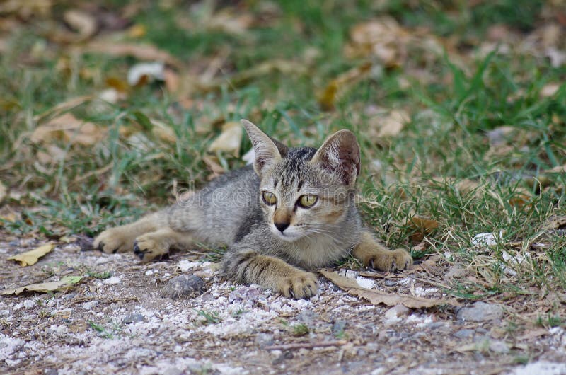 Tomcat stock photo. Image of tomcat, wild, mammals, adorable - 55050402