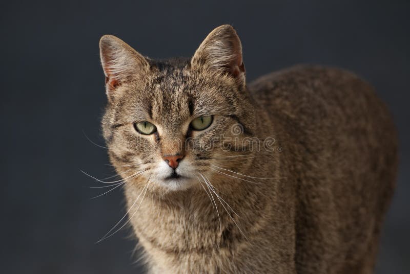 Tomcat stock photo. Image of house, tiger, male, predator - 31346560