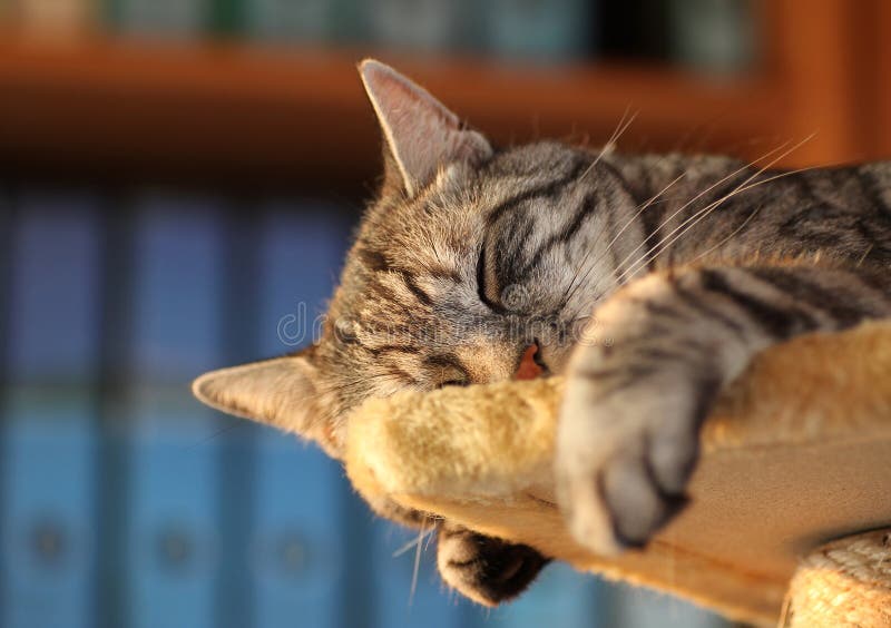 Tomcat, Resting in the Office Stock Photo - Image of sleep, tired: 43666242