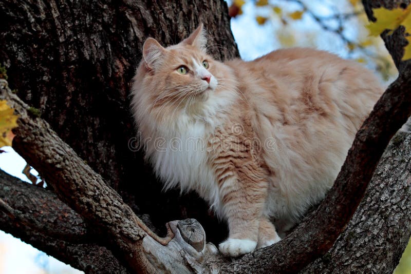 A Tomcat Standing on a Maple Tree Branch Stock Image - Image of ...