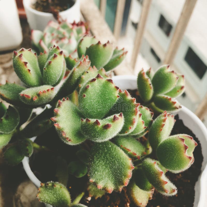 Planta Suculenta Del Cactus De La Pata De Osos Del Tomentosa Del ...