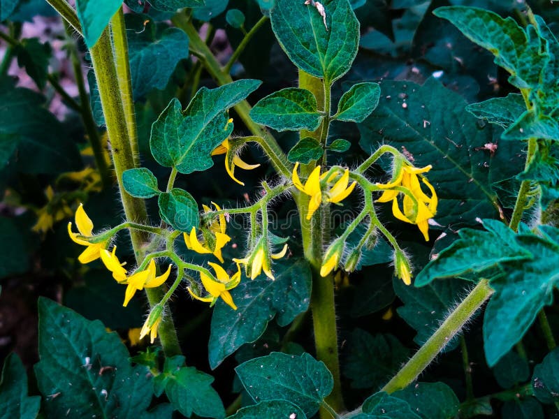 Tometo flower stock photo. Image of green, jungle, garden - 244187452